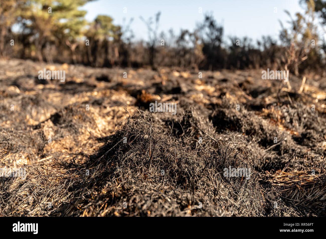 burnt heath land after forest fire Stock Photo - Alamy