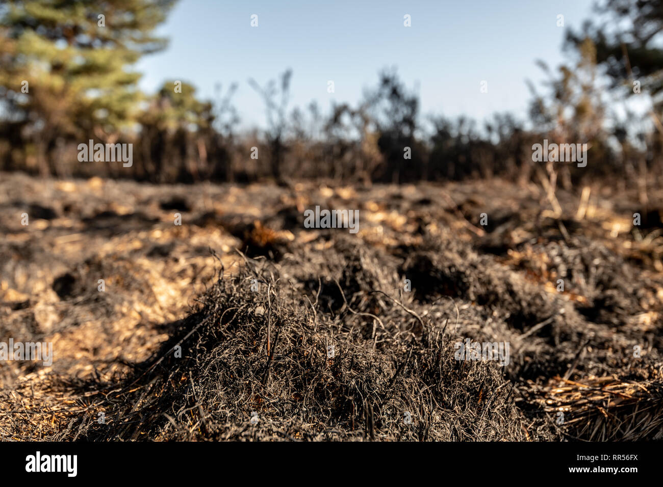 burnt heath land after forest fire Stock Photo - Alamy