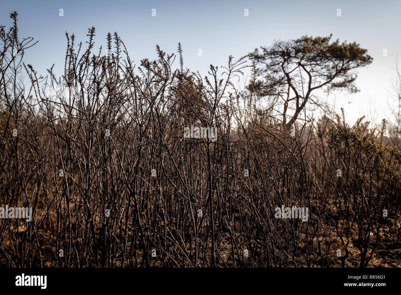 burnt heath land after forest fire Stock Photo - Alamy