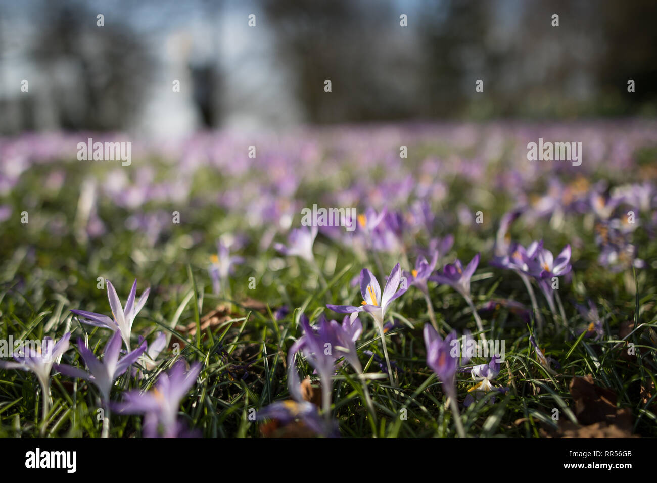 Crocuses bloom in the Walsall Arboretum as the warm weather continues ...