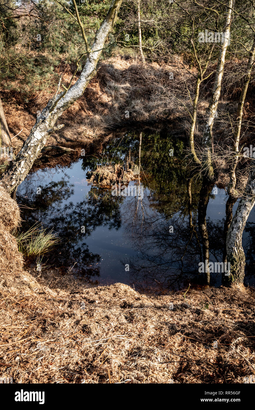 Peat like dark pool hi-res stock photography and images - Alamy