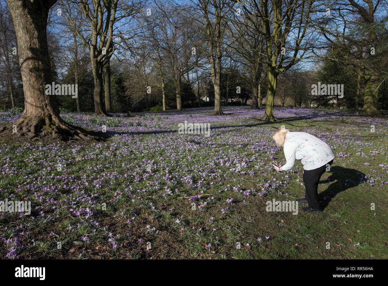A women takes a picture of the crocuses at the Walsall Arboretum as the ...