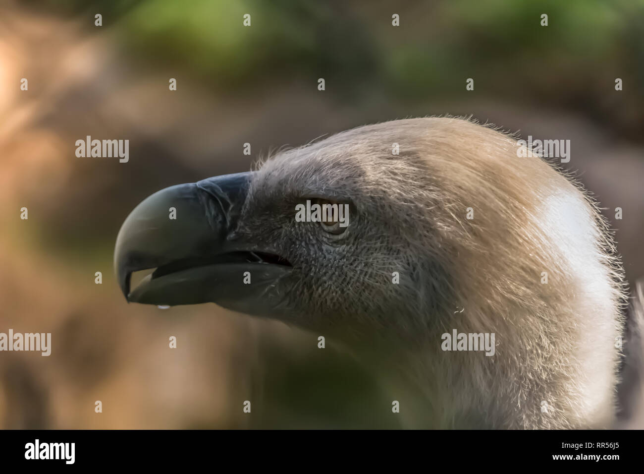 Detailed view of a Griffon vulture head, a typical Eurasian griffon ...