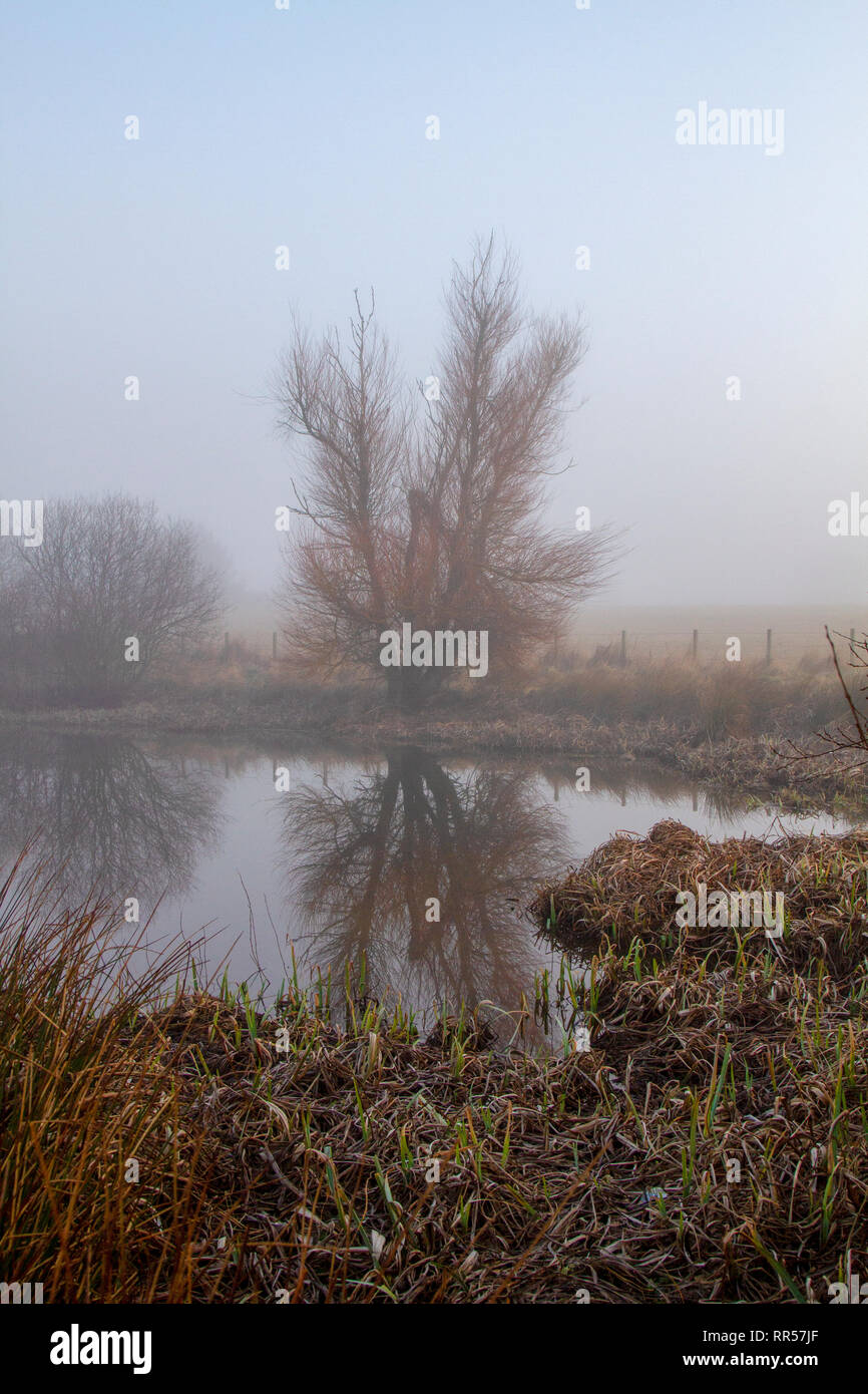Early morning mist trees hi-res stock photography and images - Alamy
