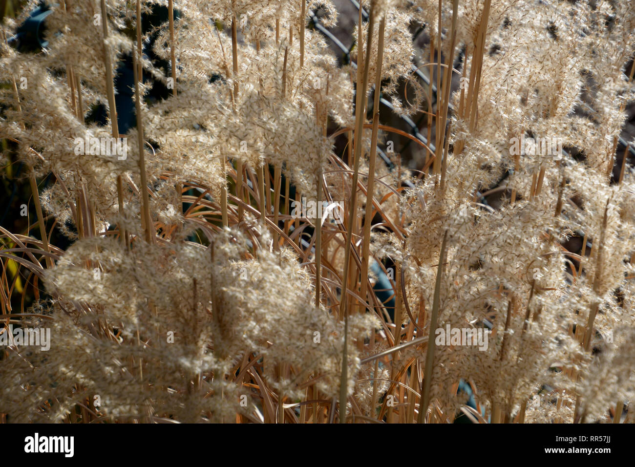 close up of dried stalks and seeds of reed-grass karl foerster just ...