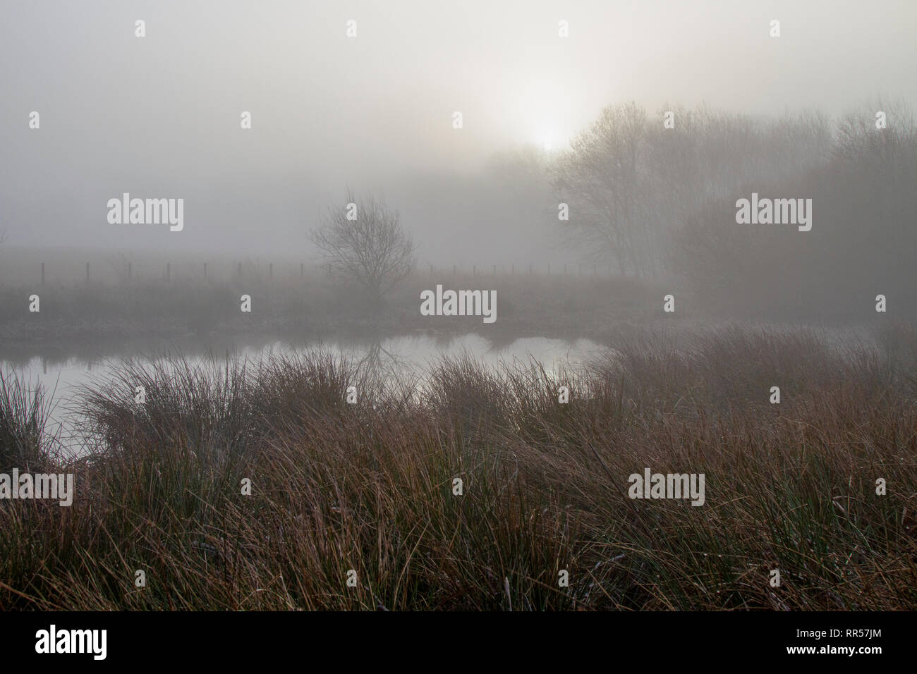 Early morning mist trees hi-res stock photography and images - Alamy