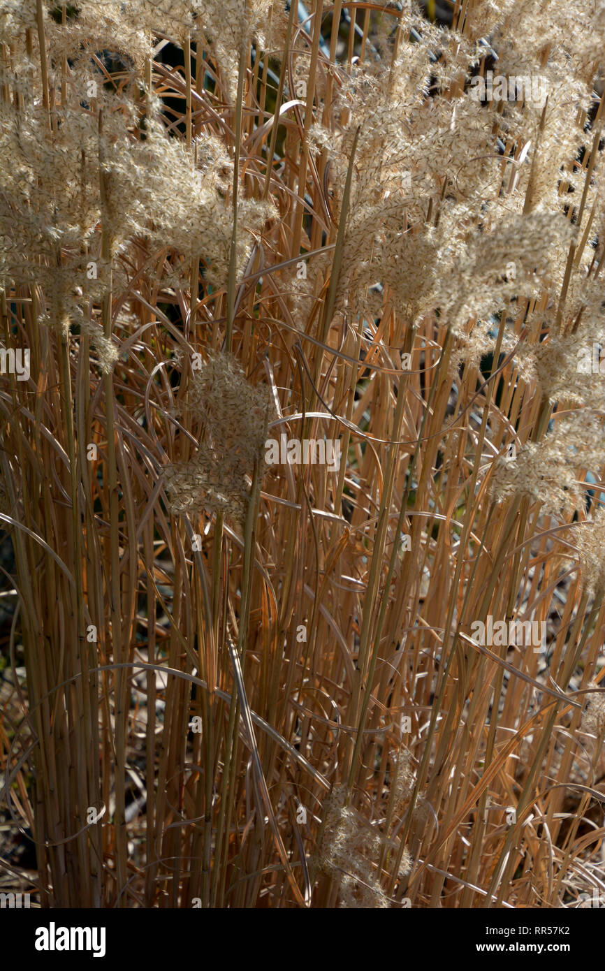 dried stalks of reed-grass karl foerster in the spring sun just before ...