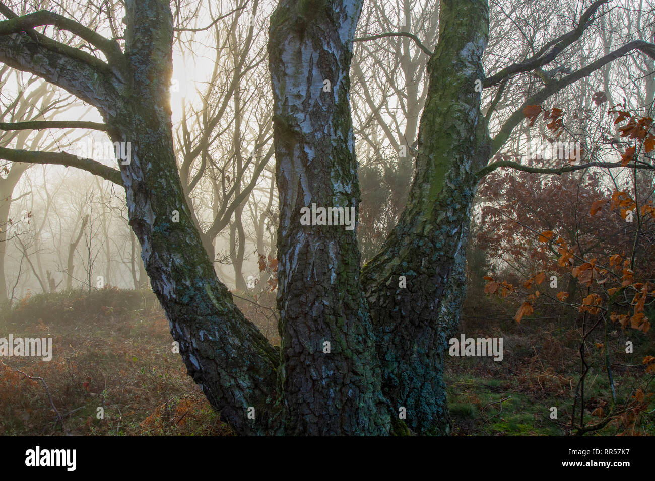 Morning light on tree in February Stock Photo - Alamy
