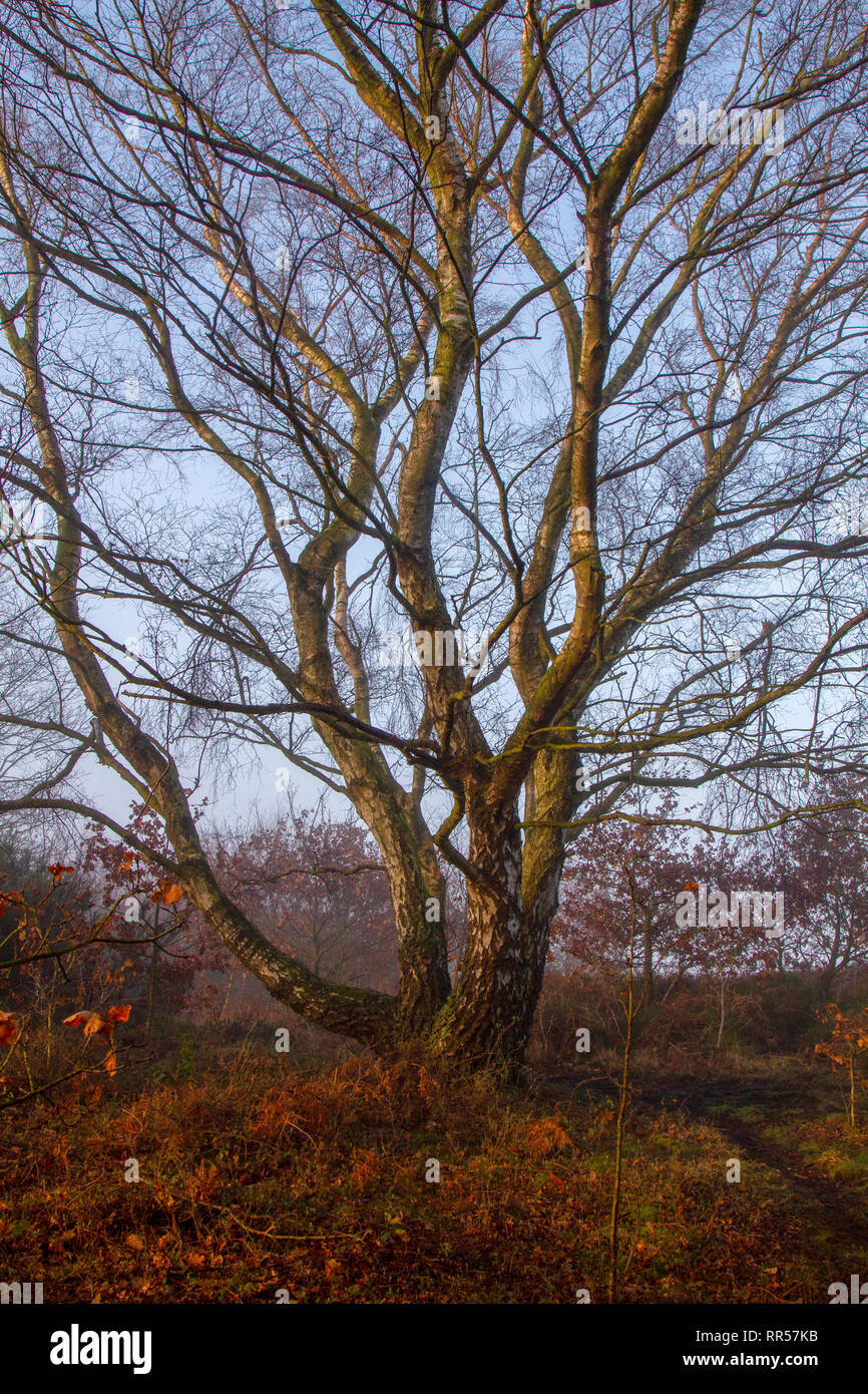 Morning light on tree in February Stock Photo - Alamy