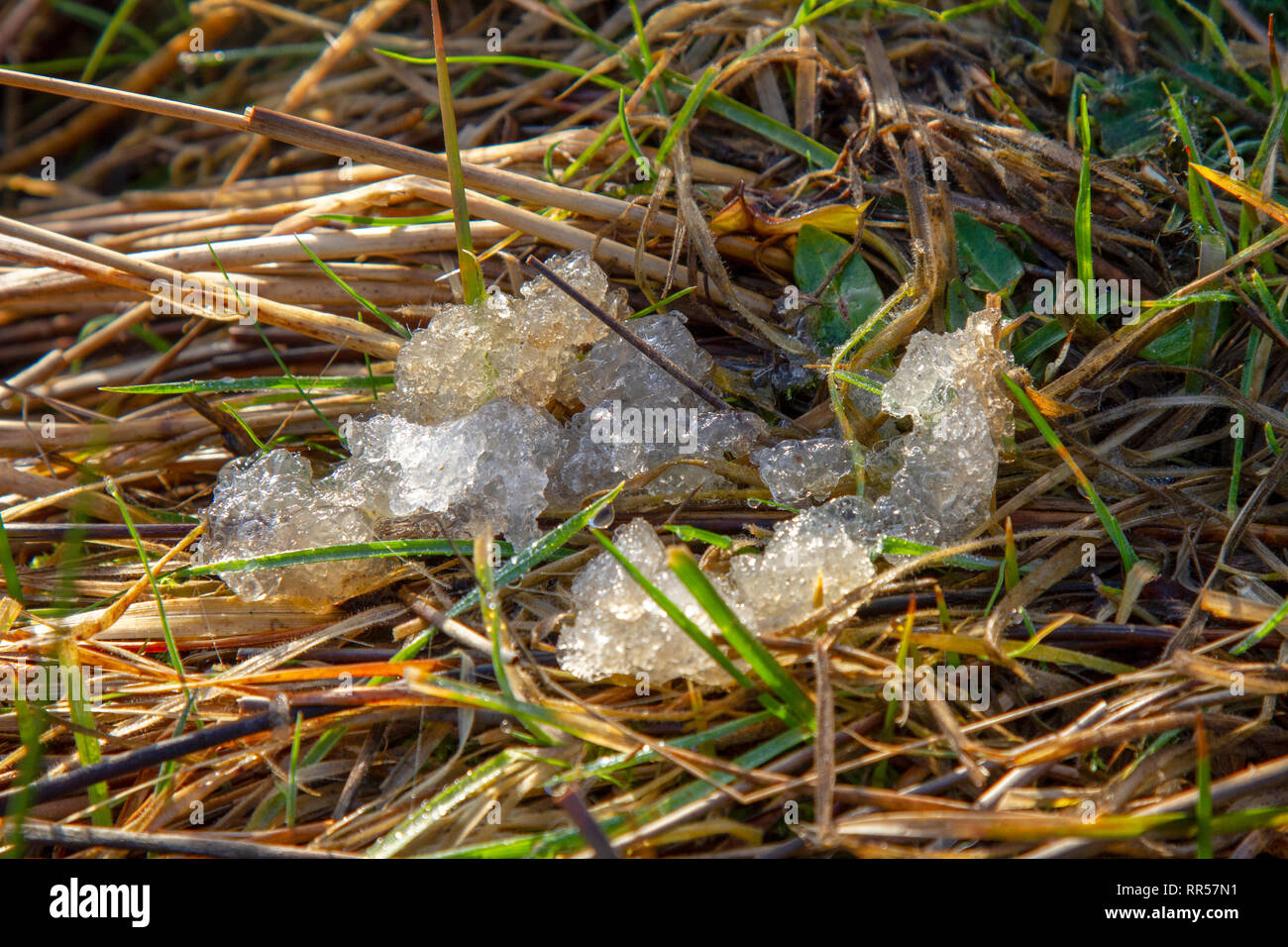Regurgitated frog spawn from predator Stock Photo - Alamy