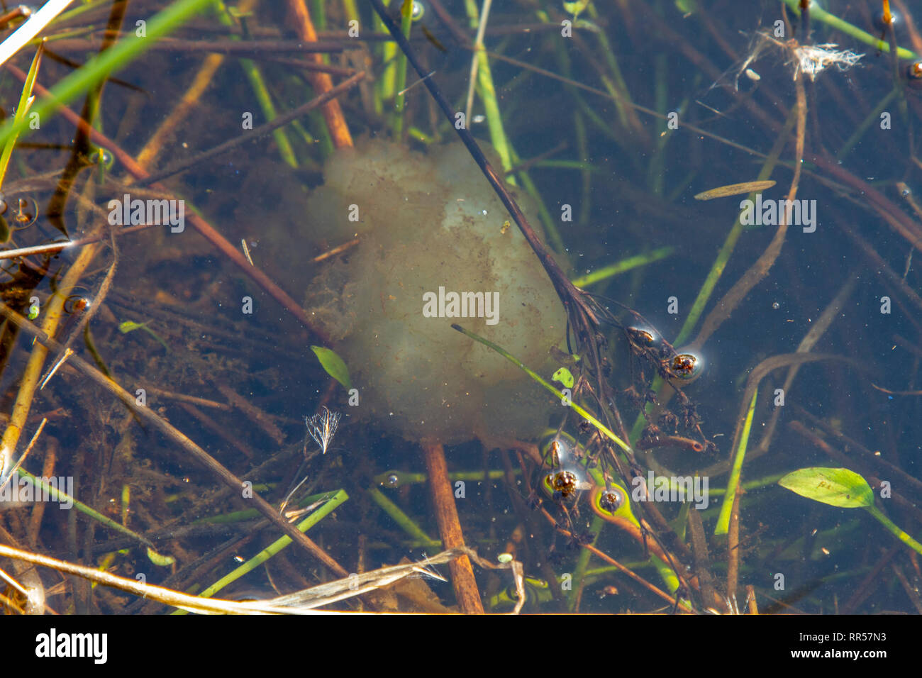 Early frog spawn in pond in late winter Stock Photo - Alamy