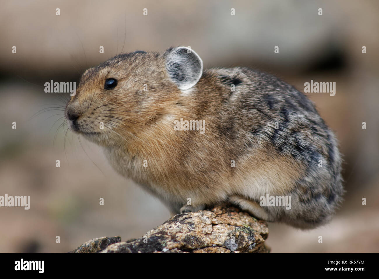 American pika rocky mountains colorado hi-res stock photography and ...