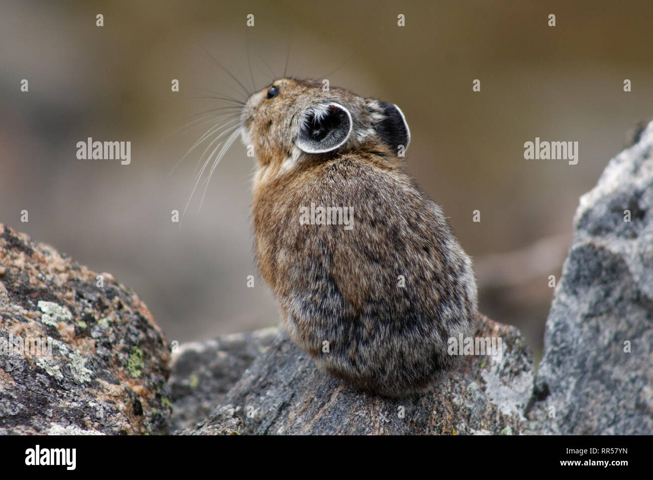 American pika rocky mountains colorado hi-res stock photography and ...