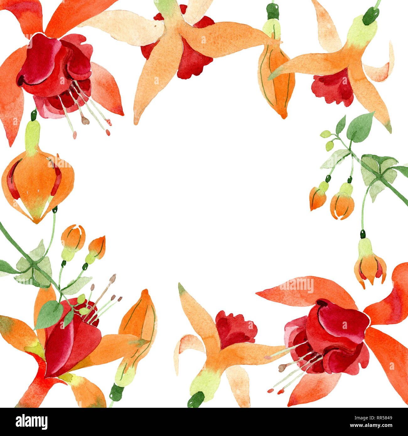 Red orange fuchsia floral botanical flower. Watercolor background ...