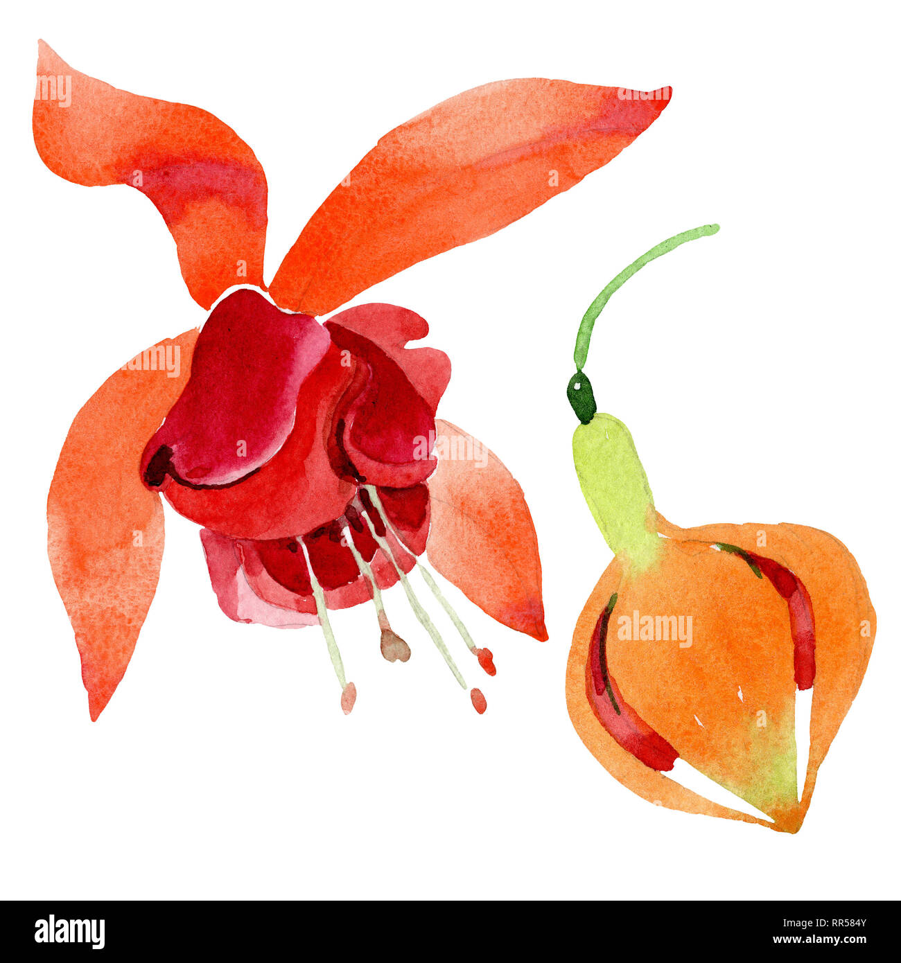 Red orange fuchsia floral botanical flower. Watercolor background set ...