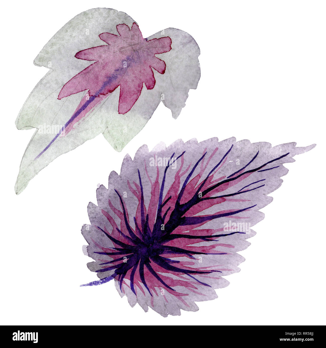 Begonia purple leaves. Watercolor background illustration set. Isolated ...