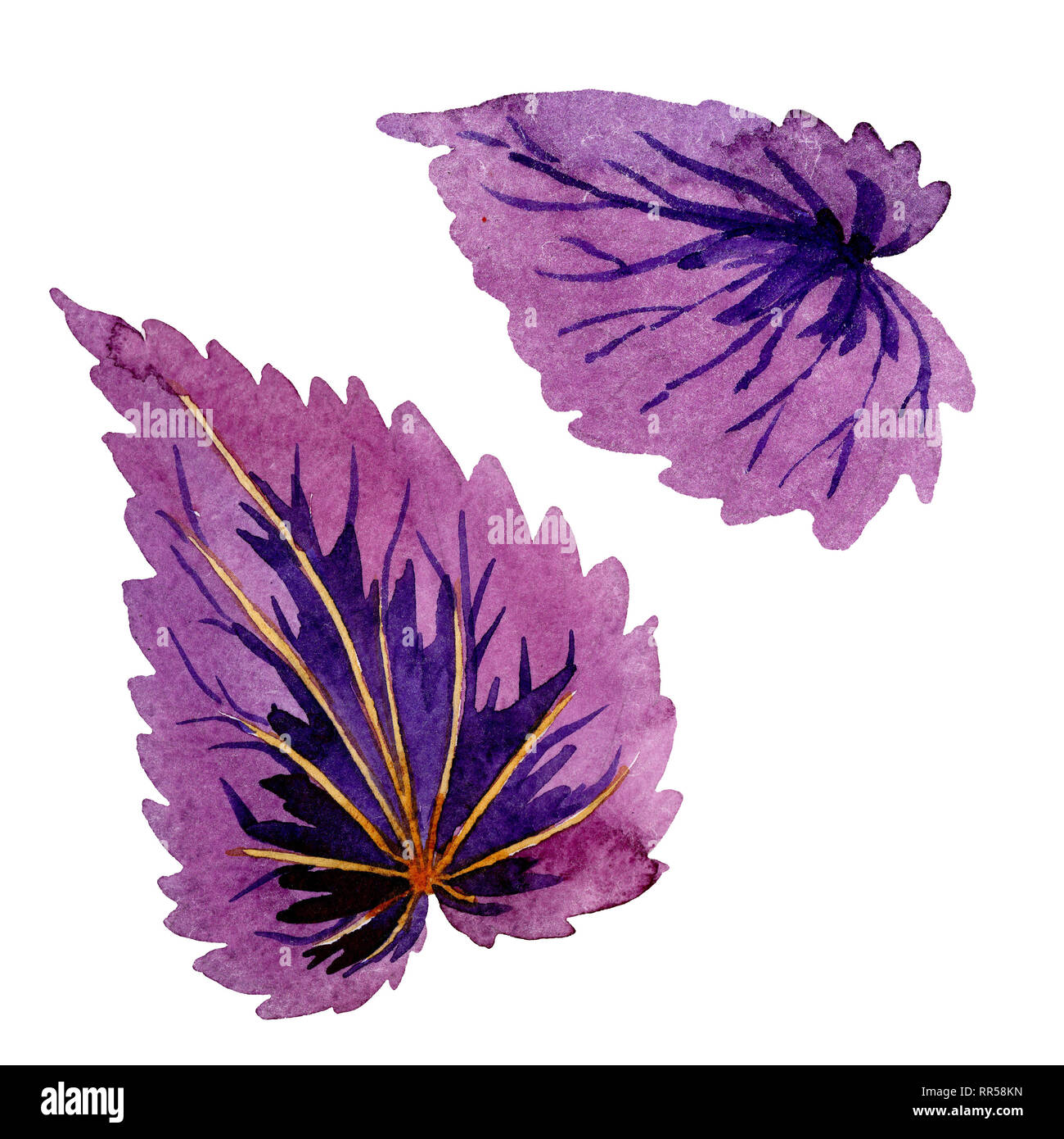 Begonia purple leaves. Watercolor background illustration set. Isolated ...