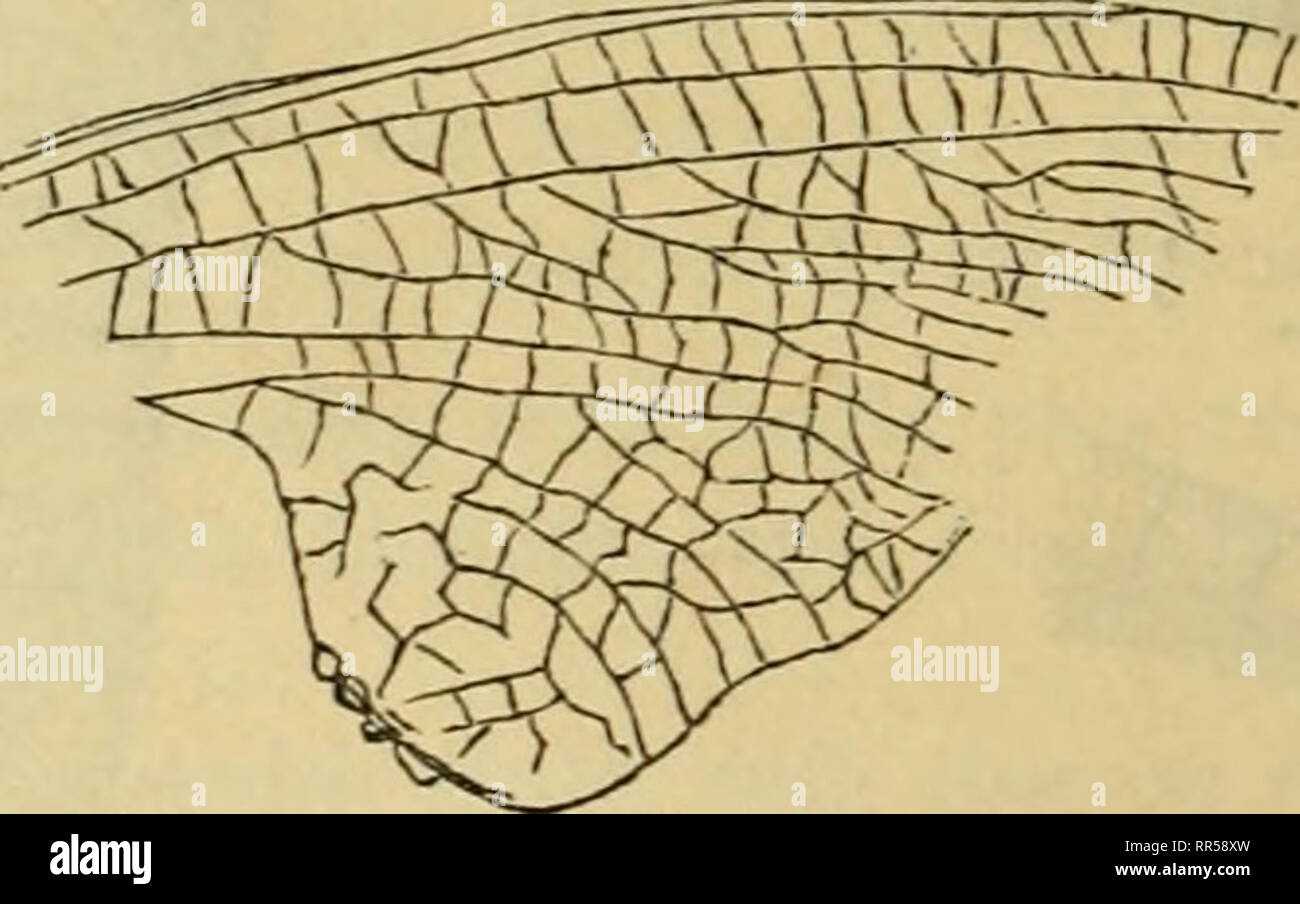 Devonian period insects hi-res stock photography and images - Alamy