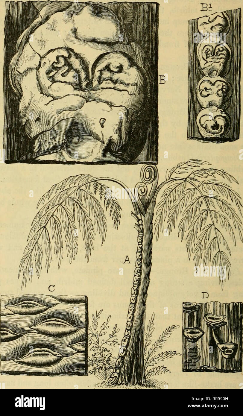 . Acadian geology : the geological structure, organic remains, and ...