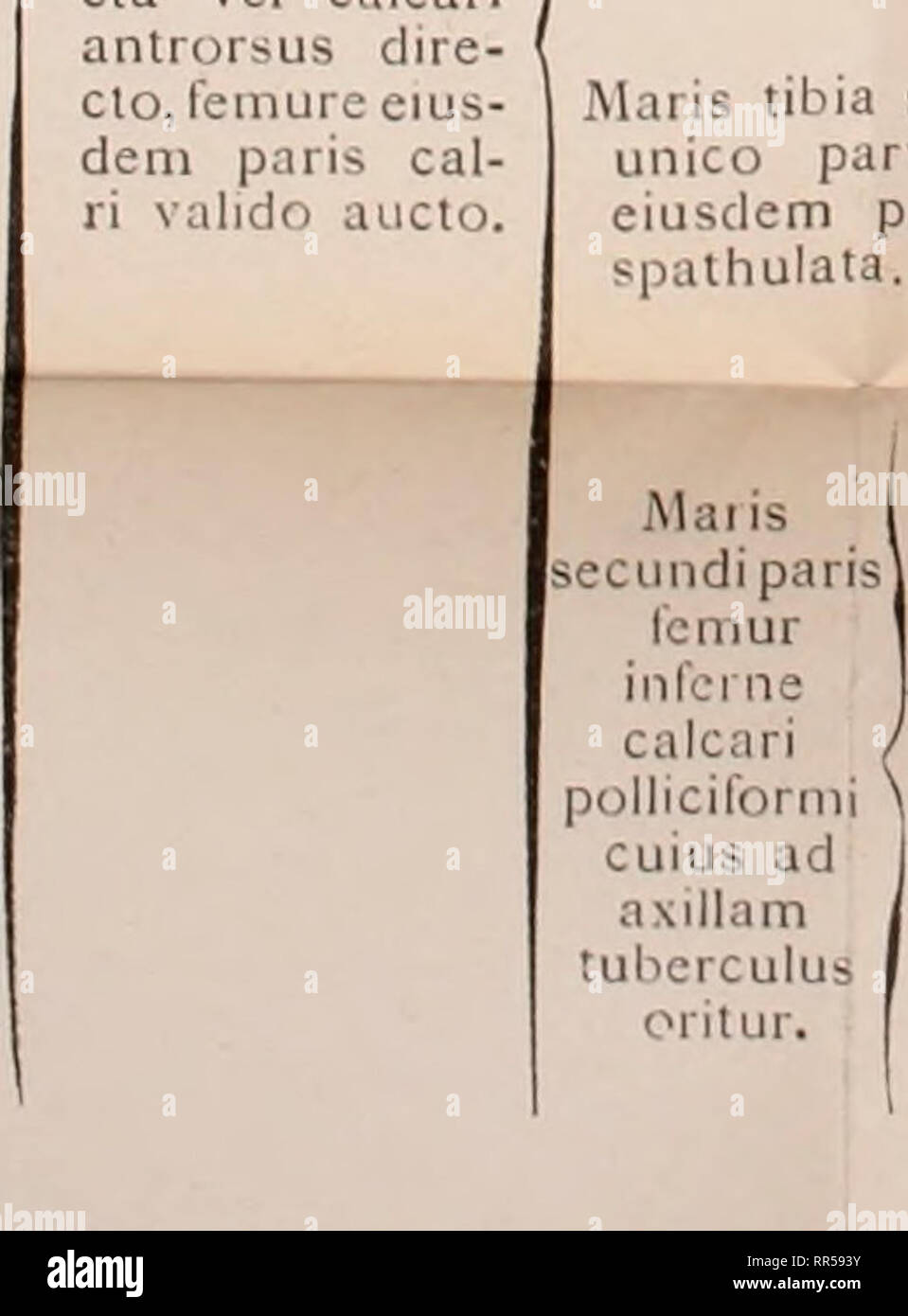 Gamasus hi-res stock photography and images - Alamy