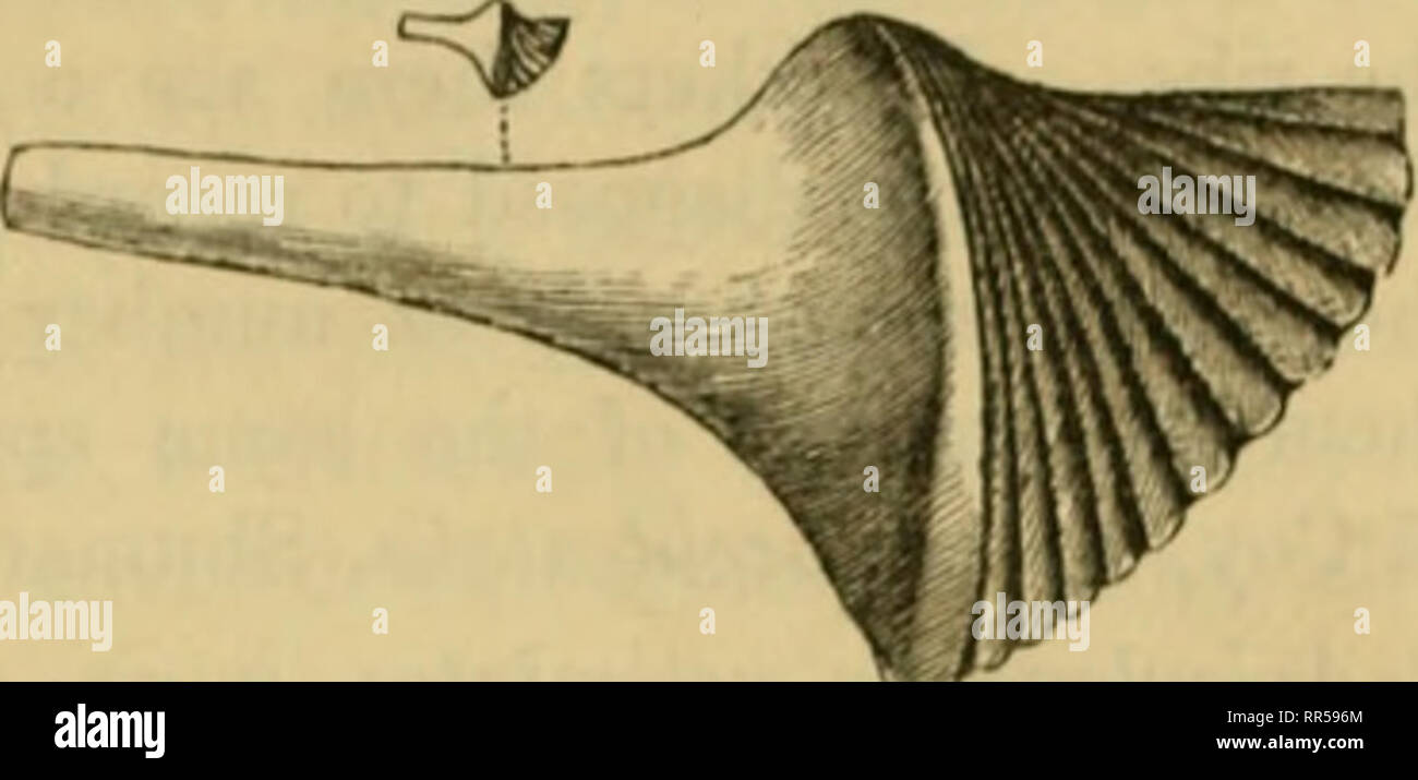 Conocardium hi-res stock photography and images - Alamy