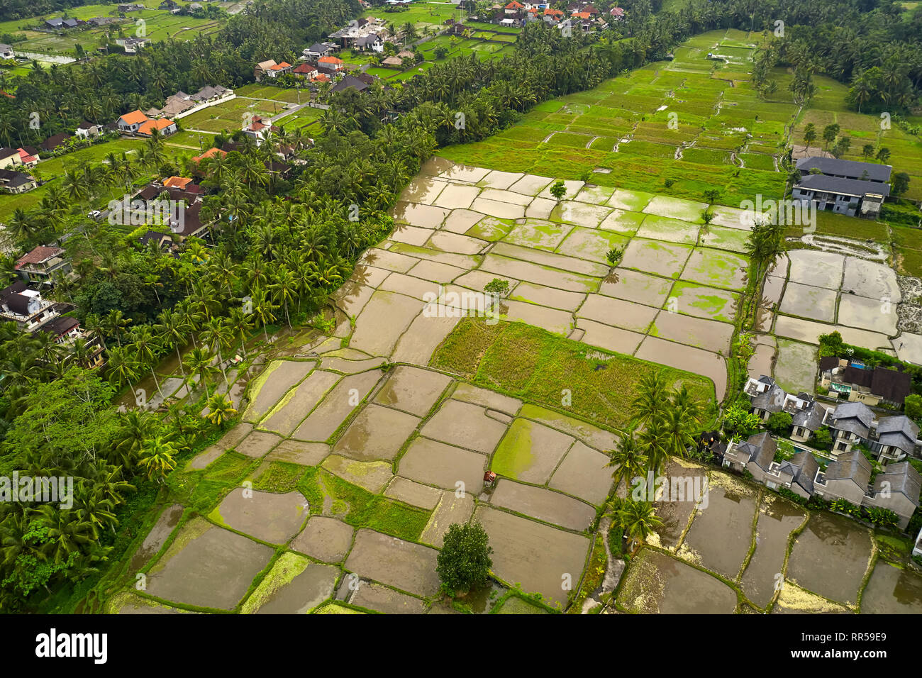 Tropical landscape of wet rice fields in Ubud on Bali Stock Photo - Alamy