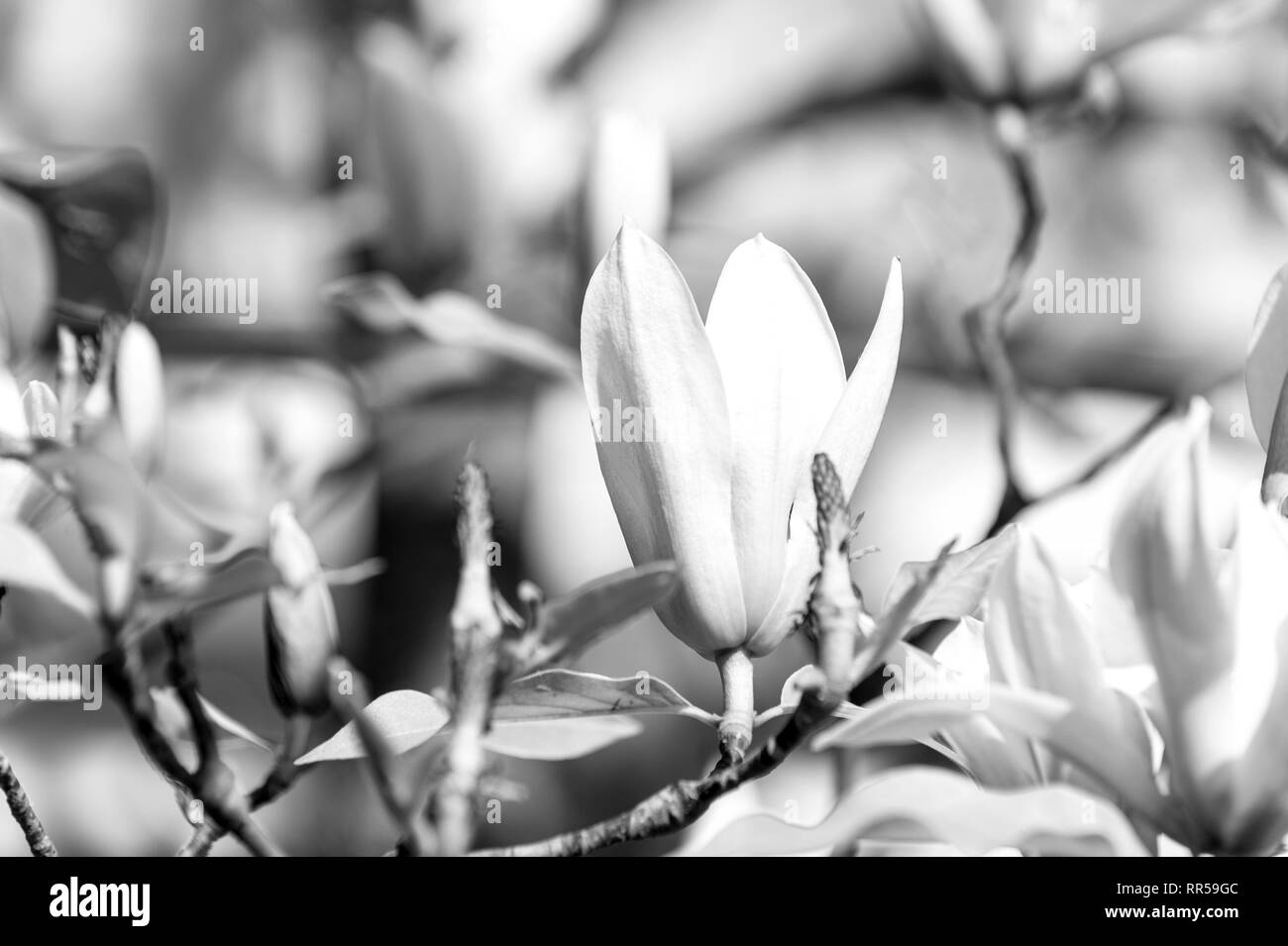 Spring season concept. Magnolia flower blossoming on sunny day ...