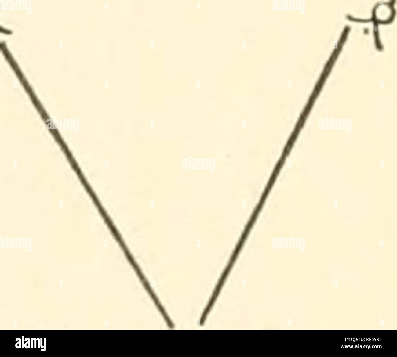 Cheyletus hi-res stock photography and images - Alamy