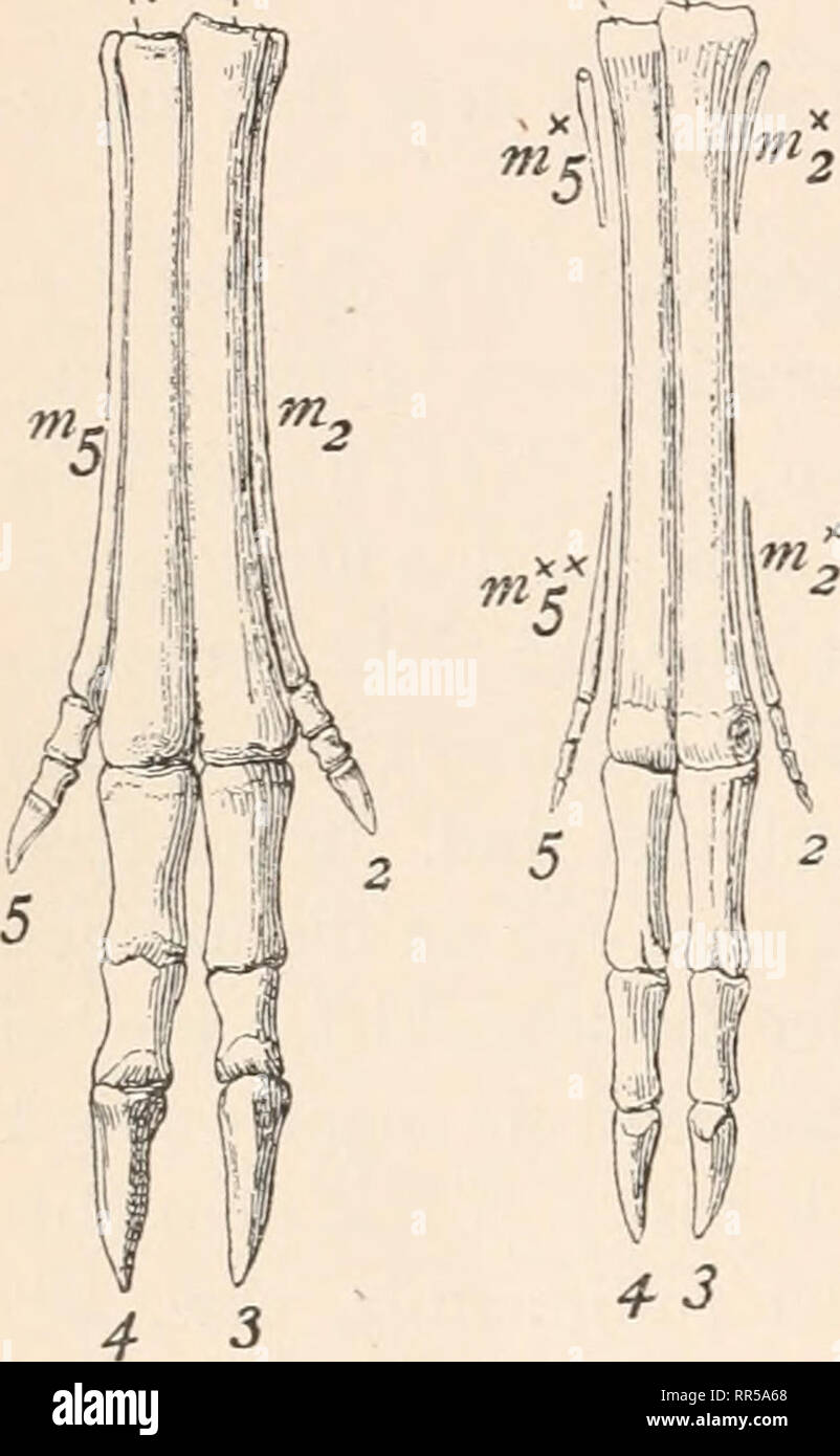 Systematik der wirbeltiere hi-res stock photography and images - Alamy