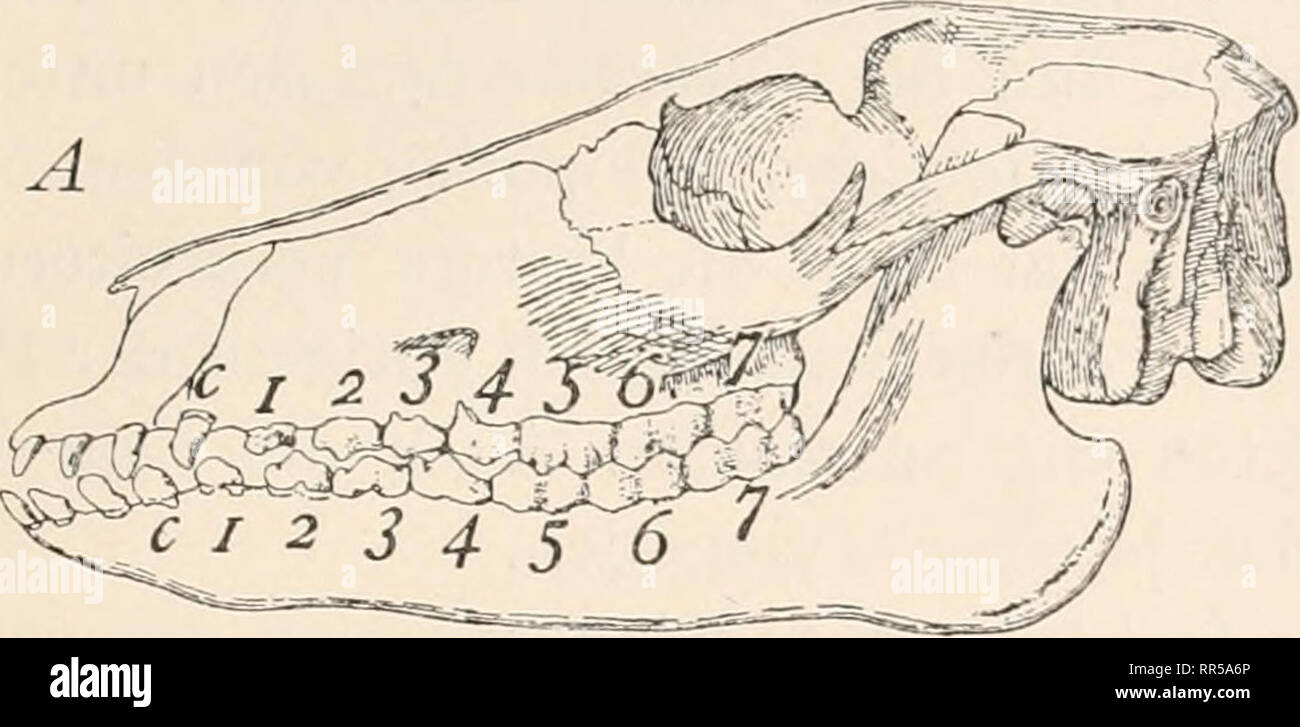 Tylopoden hi-res stock photography and images - Alamy