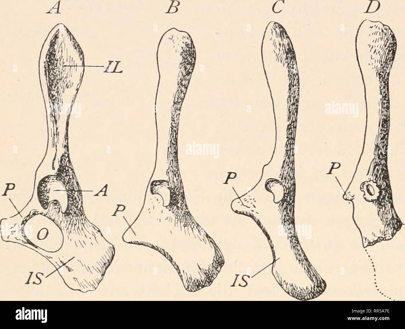 Systematik der wirbeltiere hi-res stock photography and images - Alamy