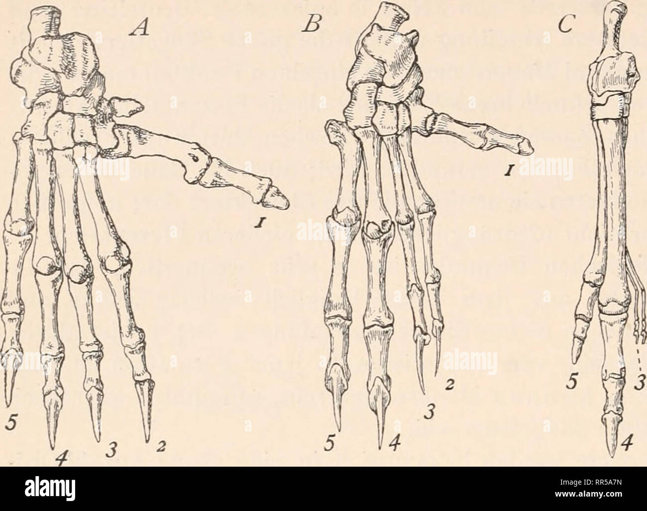 Systematik der wirbeltiere hi-res stock photography and images - Alamy