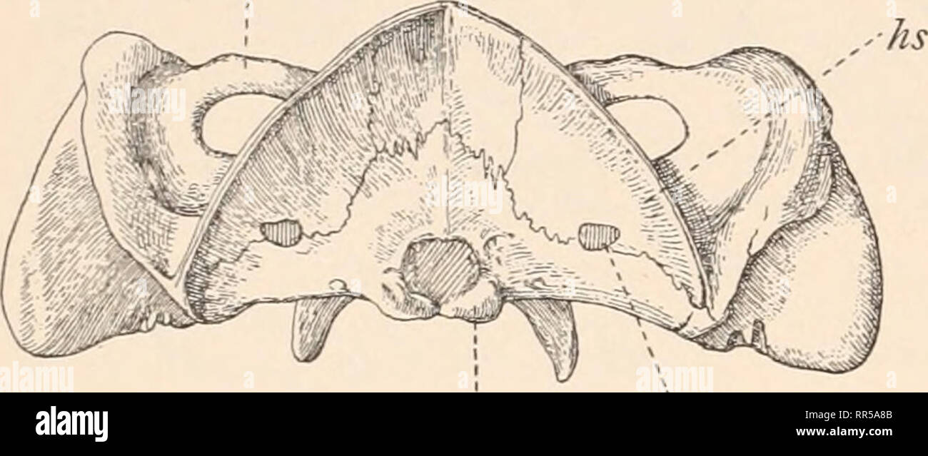 Systematik der wirbeltiere hi-res stock photography and images - Alamy