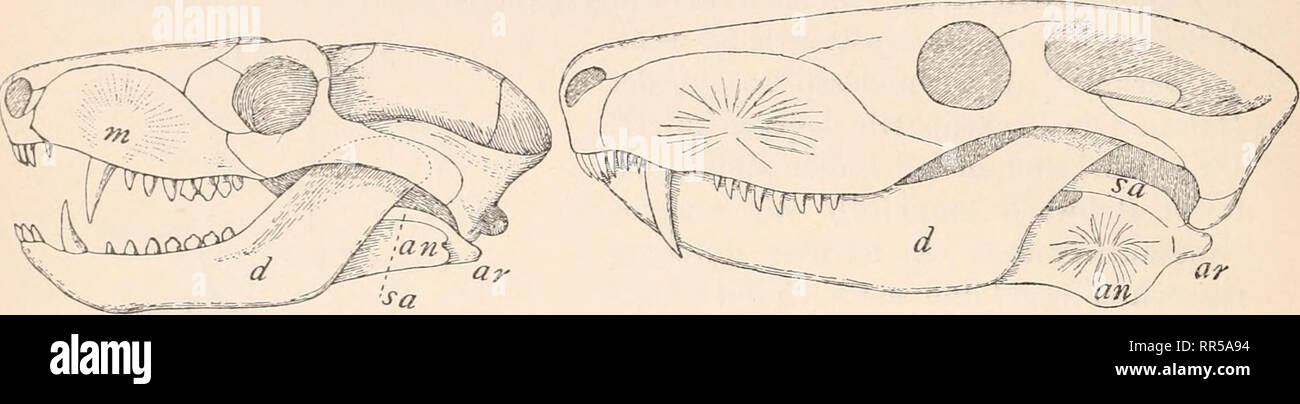 Systematik der wirbeltiere hi-res stock photography and images - Alamy