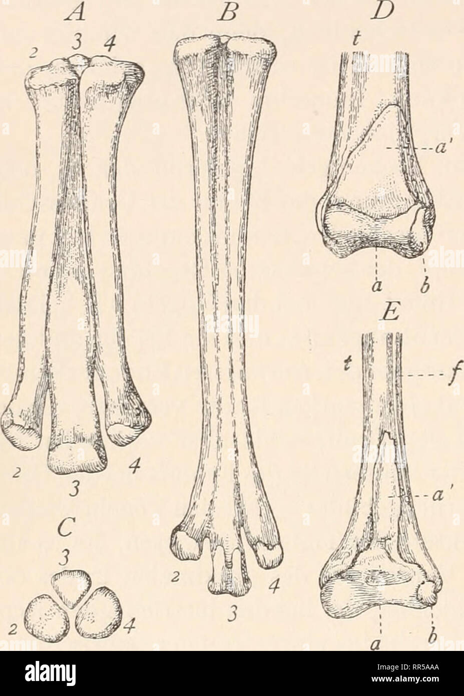 Systematik der wirbeltiere hi-res stock photography and images - Alamy