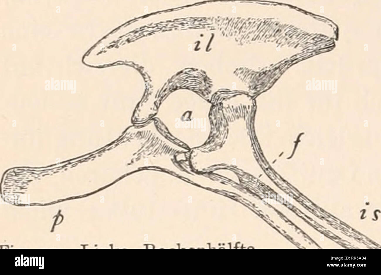 Systematik der wirbeltiere hi-res stock photography and images - Alamy