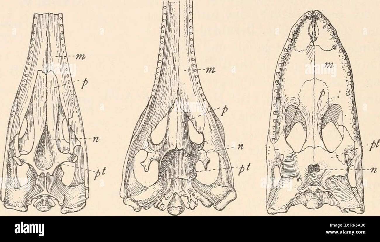 Systematik der wirbeltiere hi-res stock photography and images - Alamy