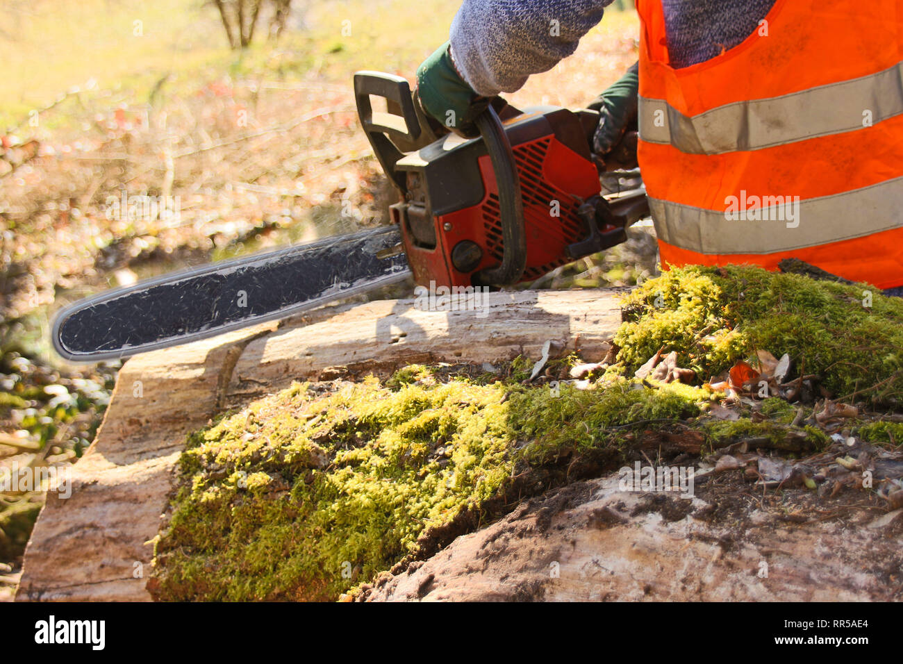 Cutting wood in the Forest Stock Photo - Alamy