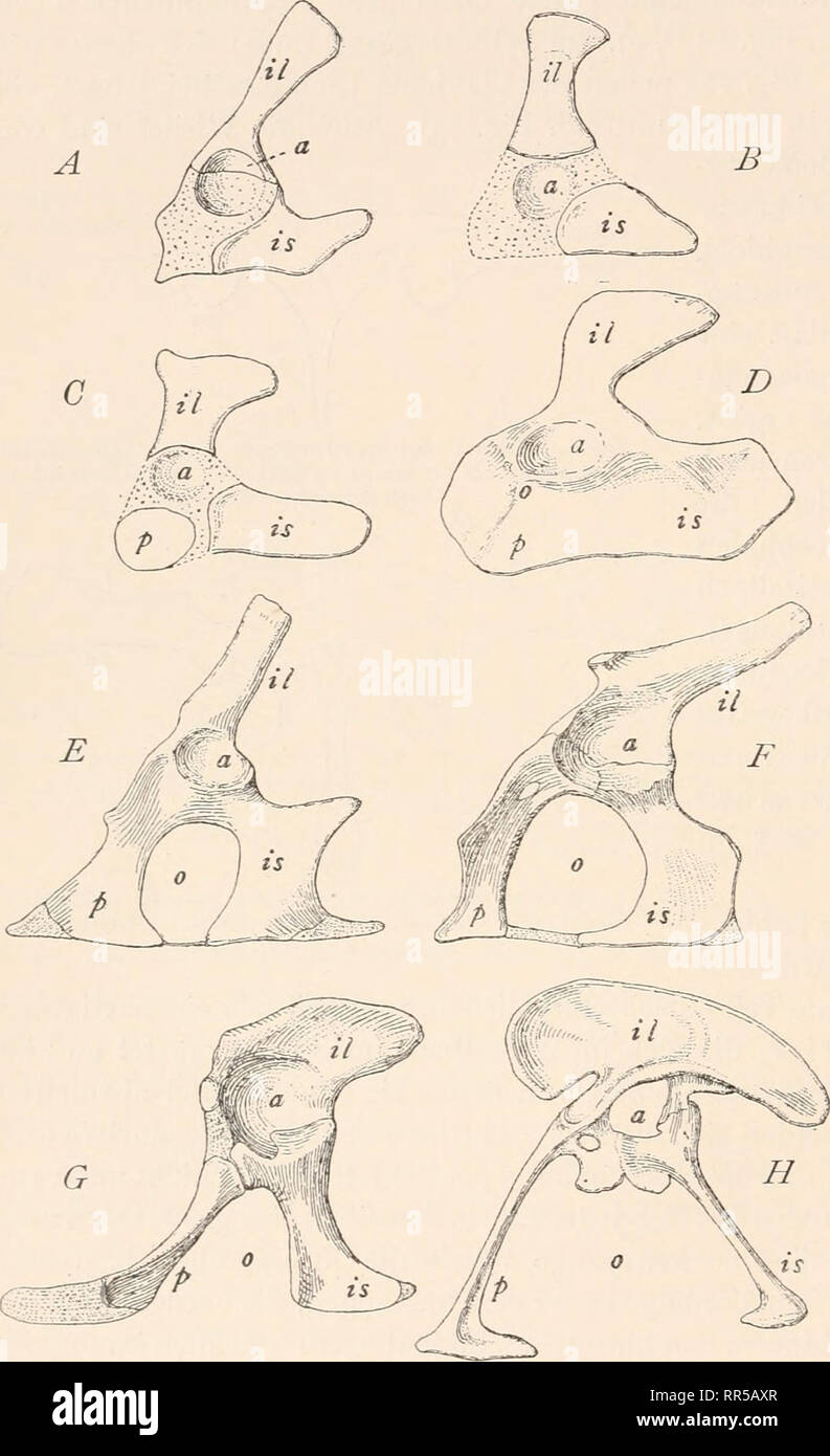 Systematik der wirbeltiere hi-res stock photography and images - Alamy