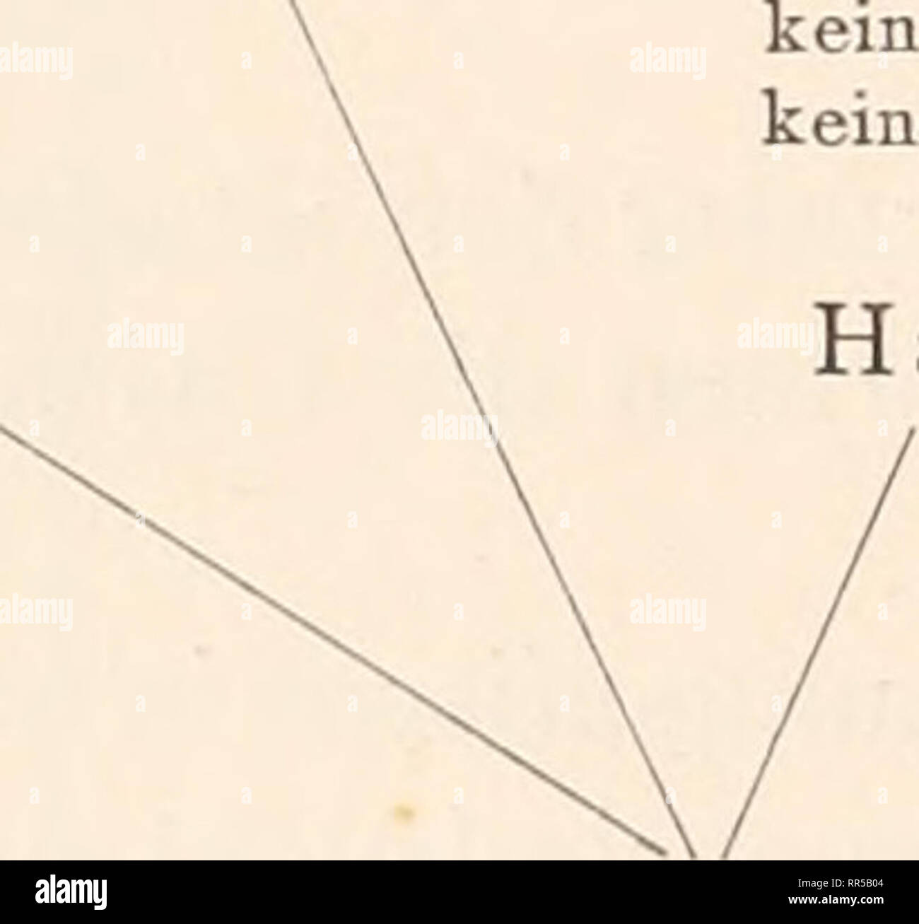 Systematik der wirbeltiere hi-res stock photography and images - Alamy