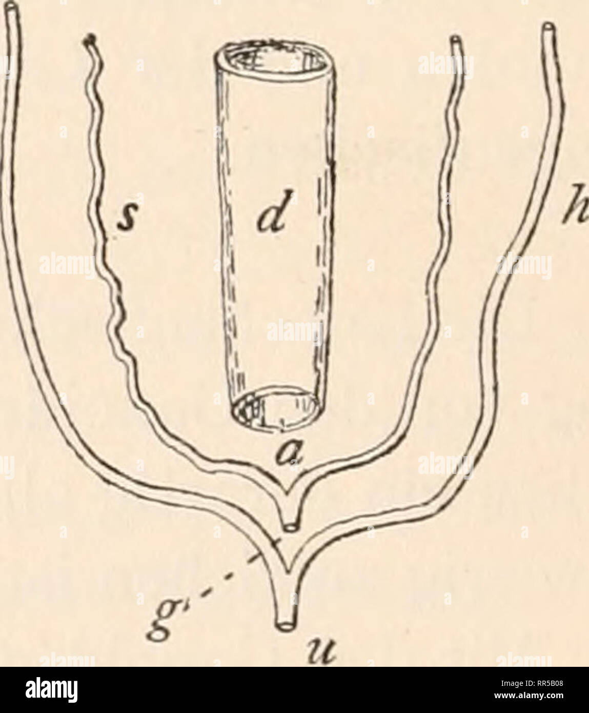 Eierstock eileiter hi-res stock photography and images - Alamy