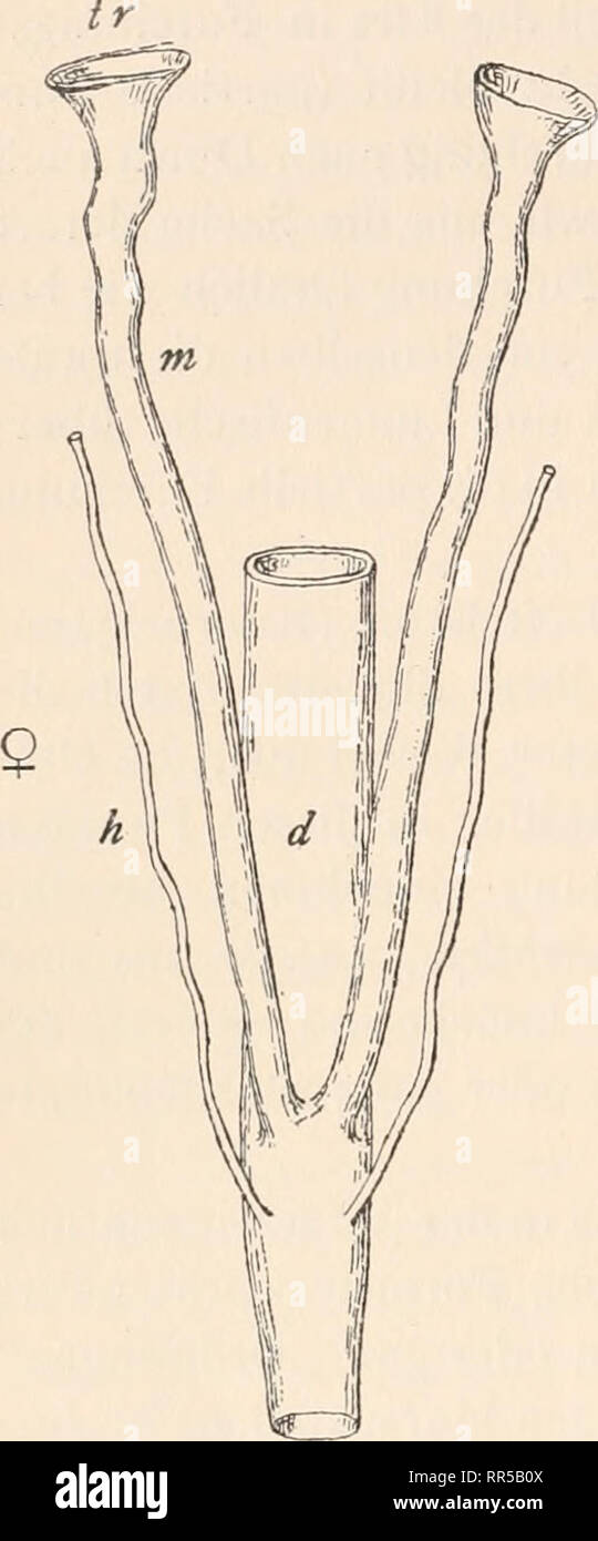 Systematik der wirbeltiere hi-res stock photography and images - Alamy
