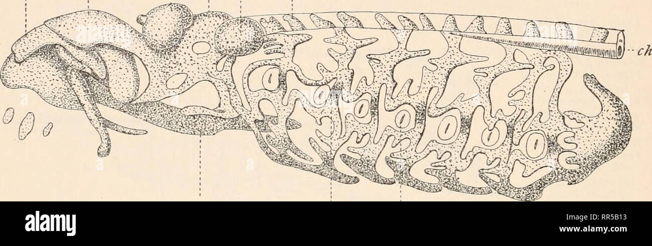 Systematik der wirbeltiere hi-res stock photography and images - Alamy