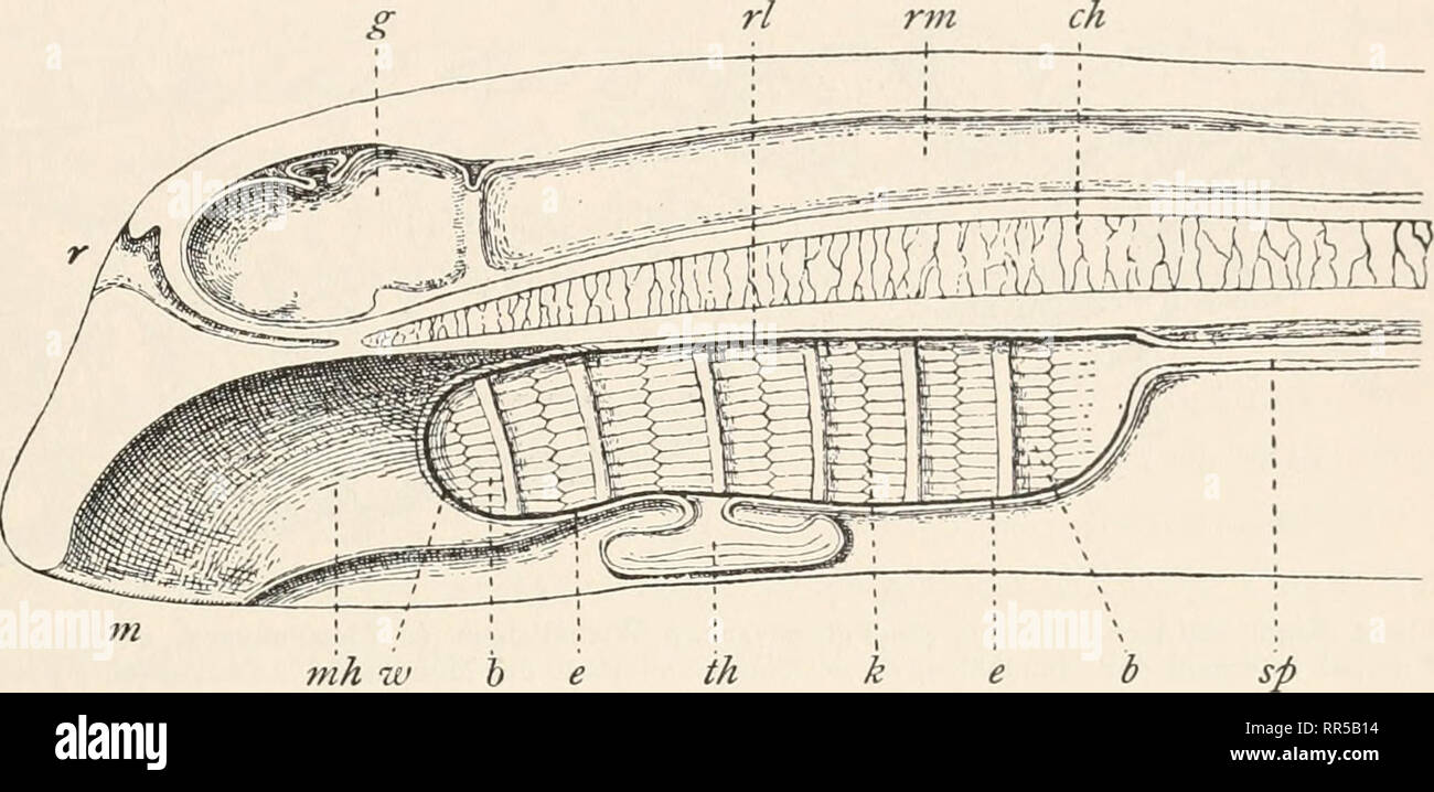 Systematik der wirbeltiere hi-res stock photography and images - Alamy