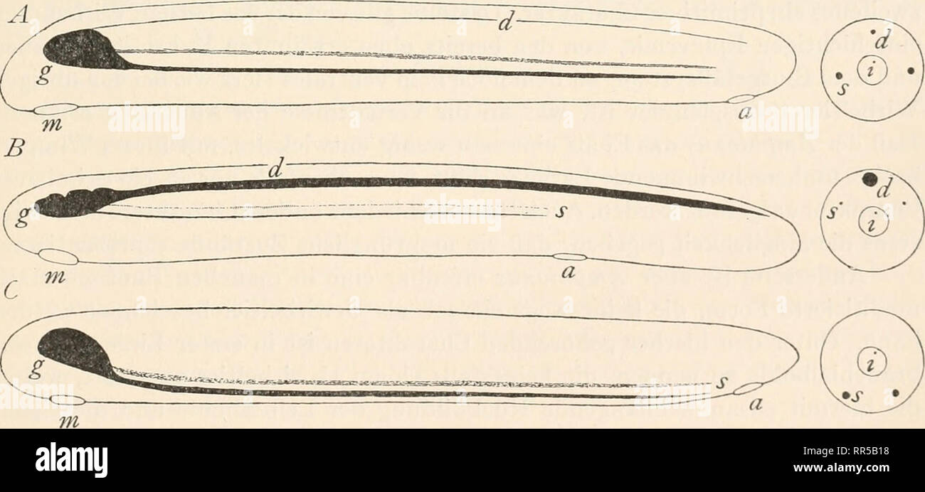 Systematik der wirbeltiere hi-res stock photography and images - Alamy