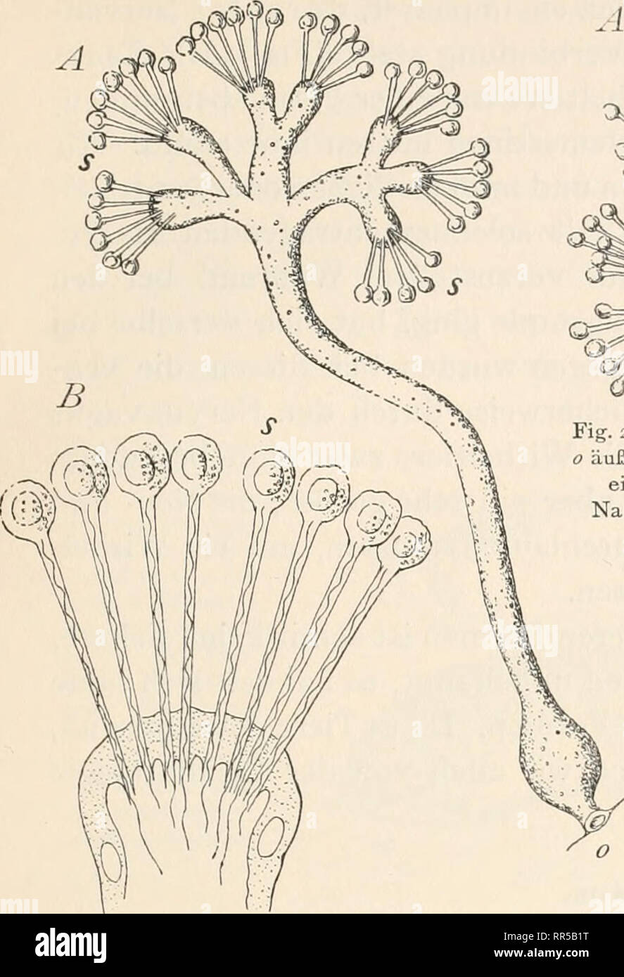 Systematik der wirbeltiere hi-res stock photography and images - Alamy