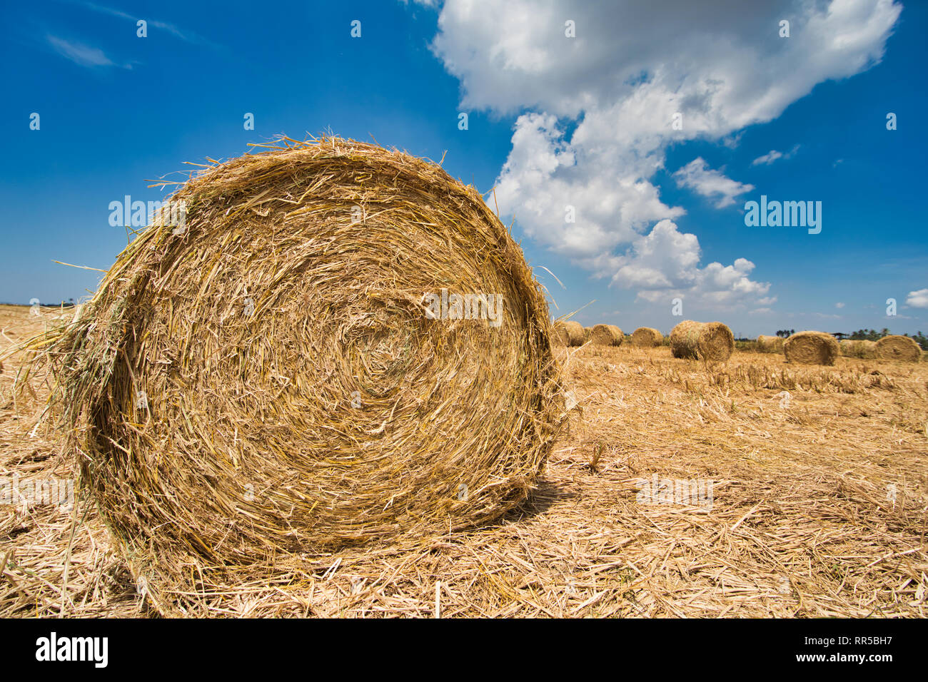 Paddy Straw High Resolution Stock Photography and Images - Alamy