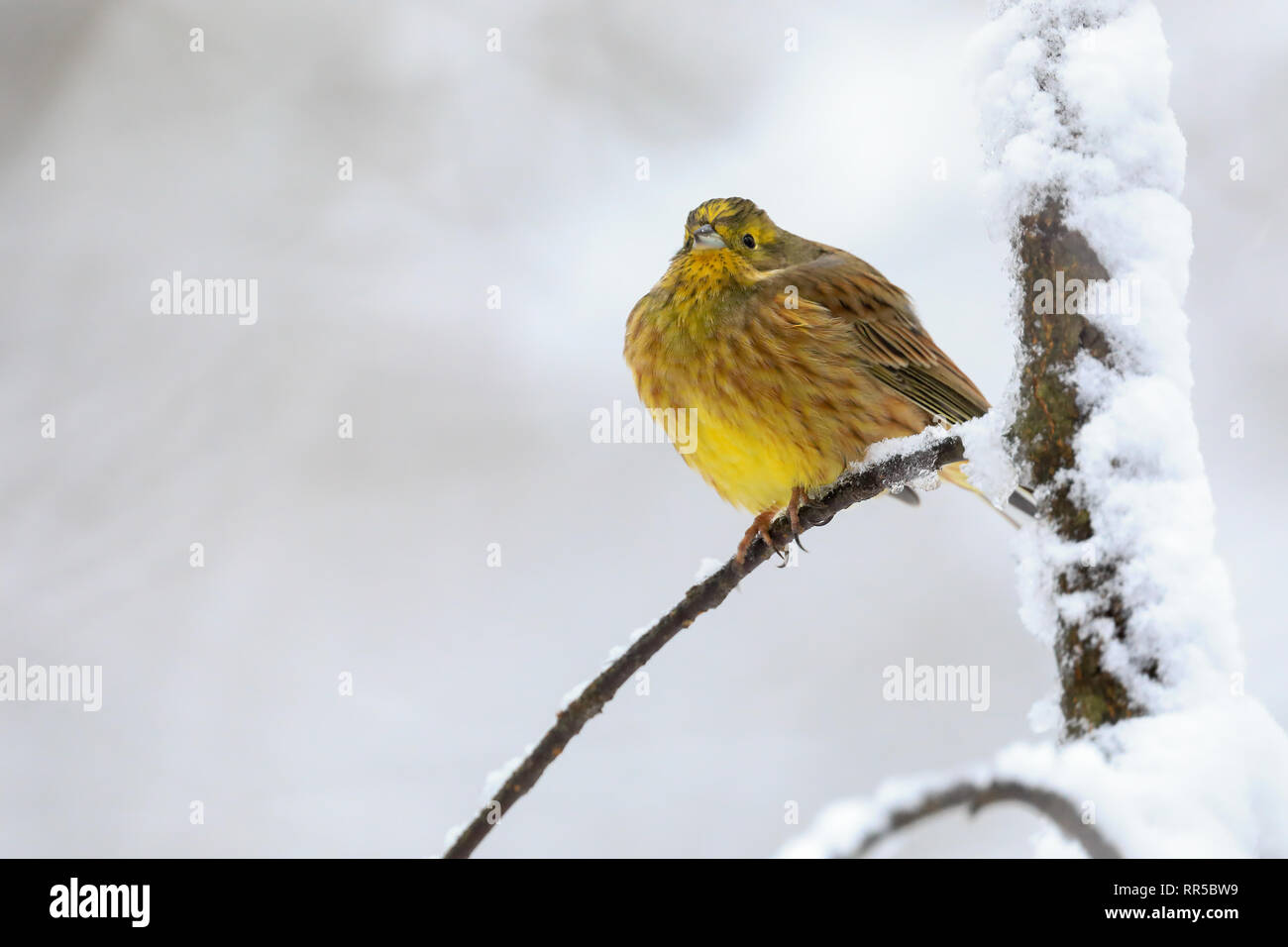 Yellowhammer nature hi-res stock photography and images - Alamy