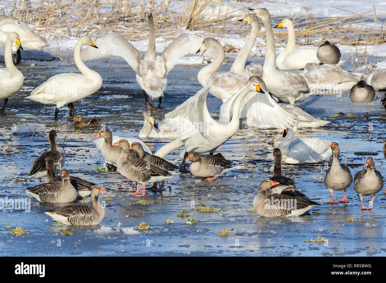 Water migratory birds hi-res stock photography and images - Alamy