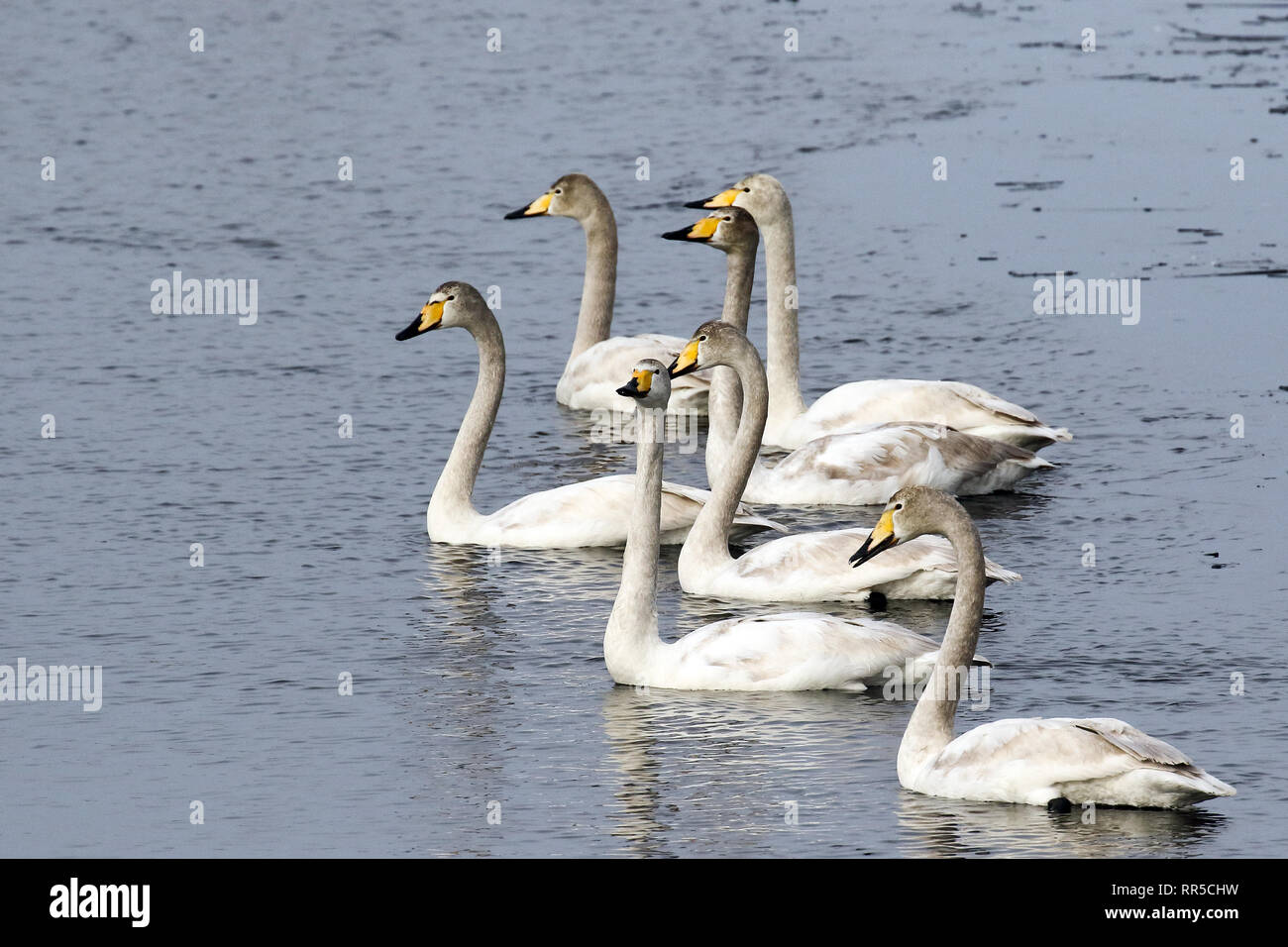 Swan swimming ice hi-res stock photography and images - Alamy